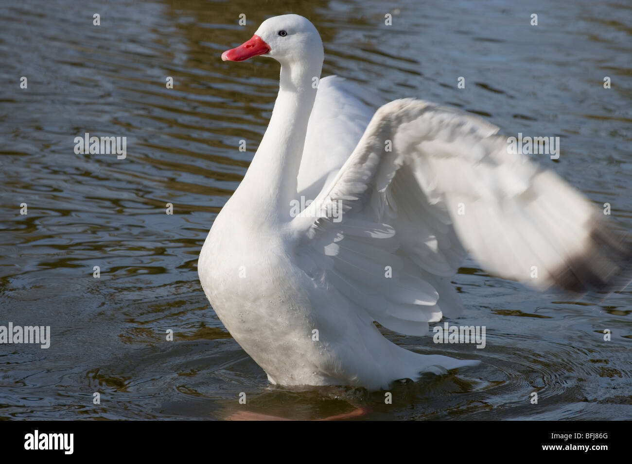 Coscoroba Swan (Coscoroba coscoroba). Southern South America Stock ...