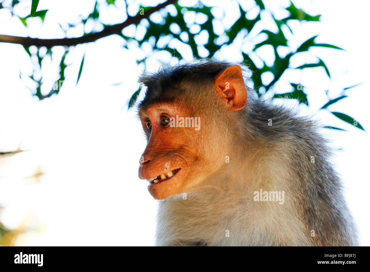 monkey in a tree Stock Photo - Alamy