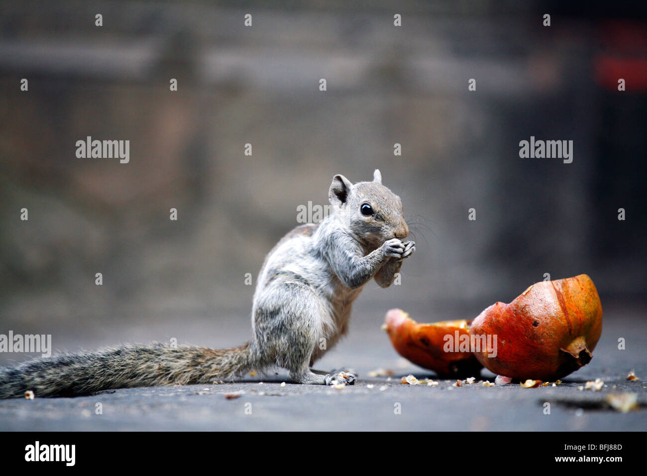 Indian rodent hi-res stock photography and images - Alamy