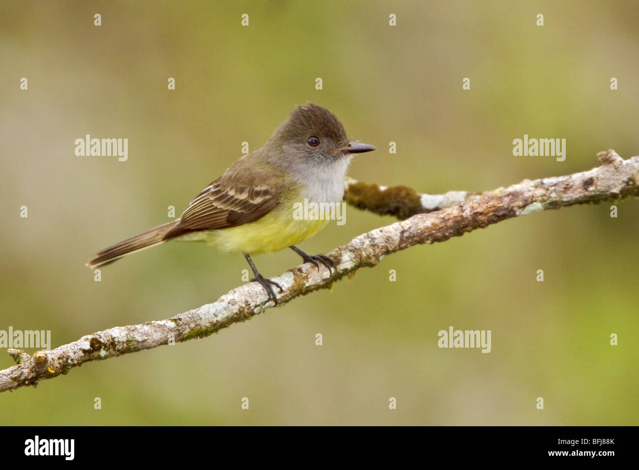 Dusky-capped Flycatcher (Myiarchus tuberculifer) perched on a branch ...