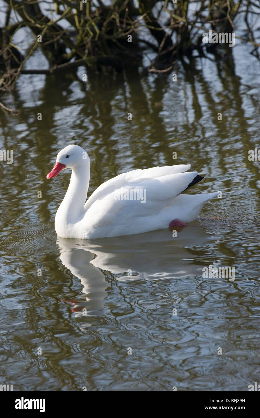 Coscoroba swans and black swans hi-res stock photography and images - Alamy