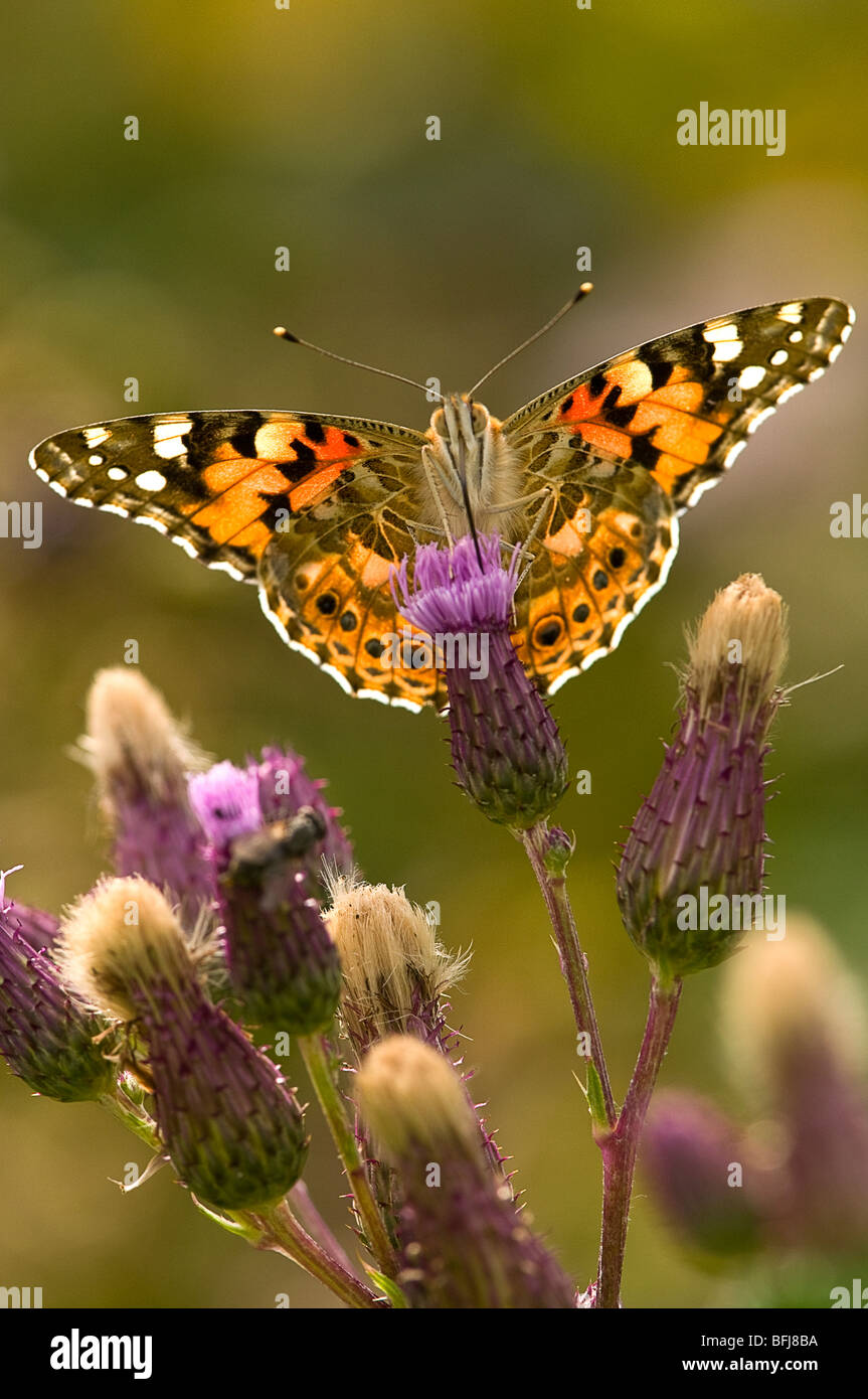 Painted lady butterfly hi-res stock photography and images - Alamy