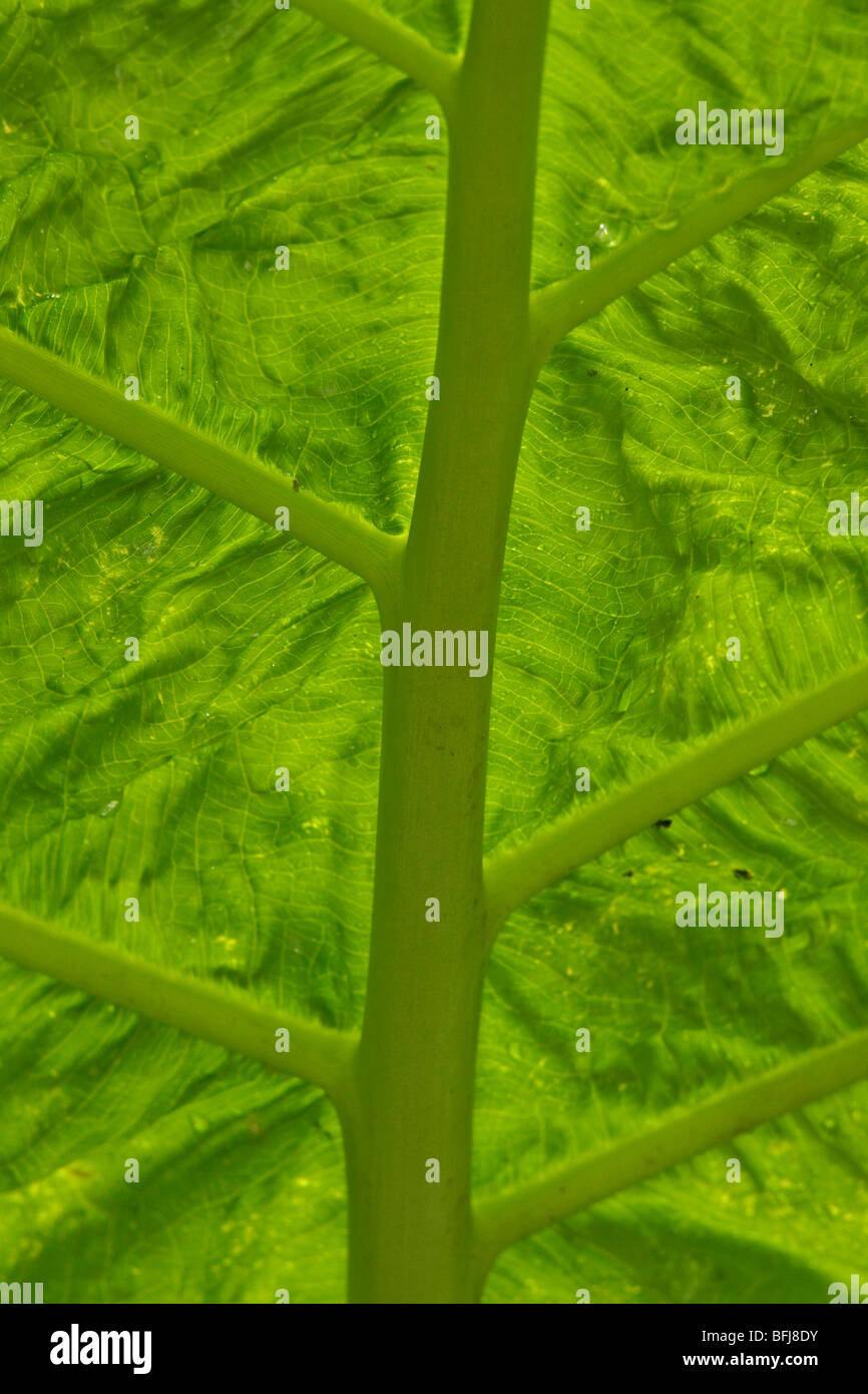 Patterns in the leaf of a large plant in Ecuador Stock Photo - Alamy