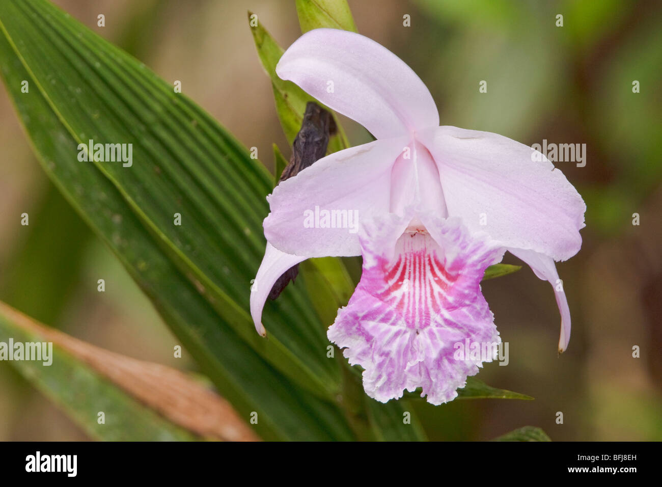 A flower in Podocarpus national Park in southeast Ecuador Stock Photo ...