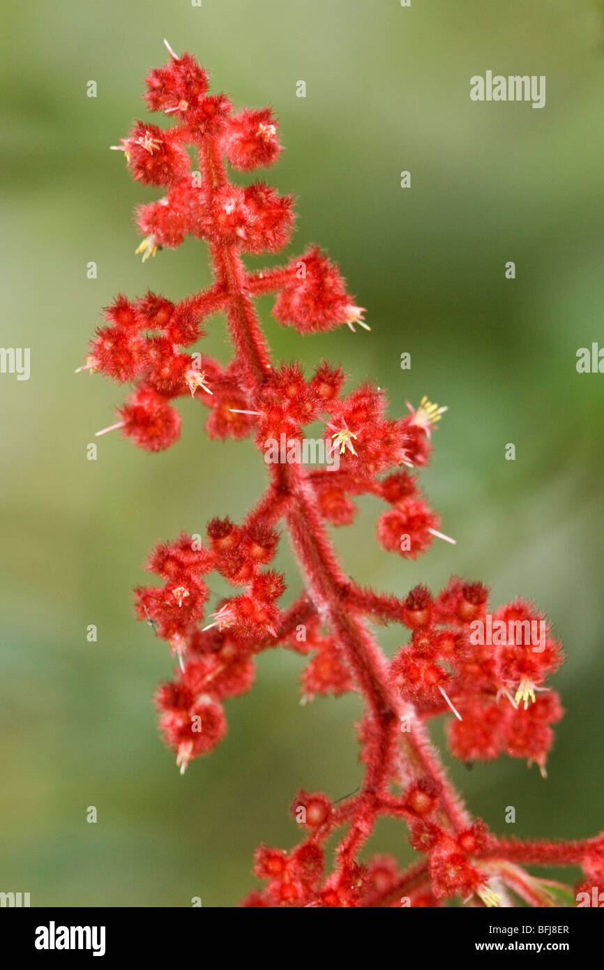 A flower in Podocarpus national Park in southeast Ecuador Stock Photo ...