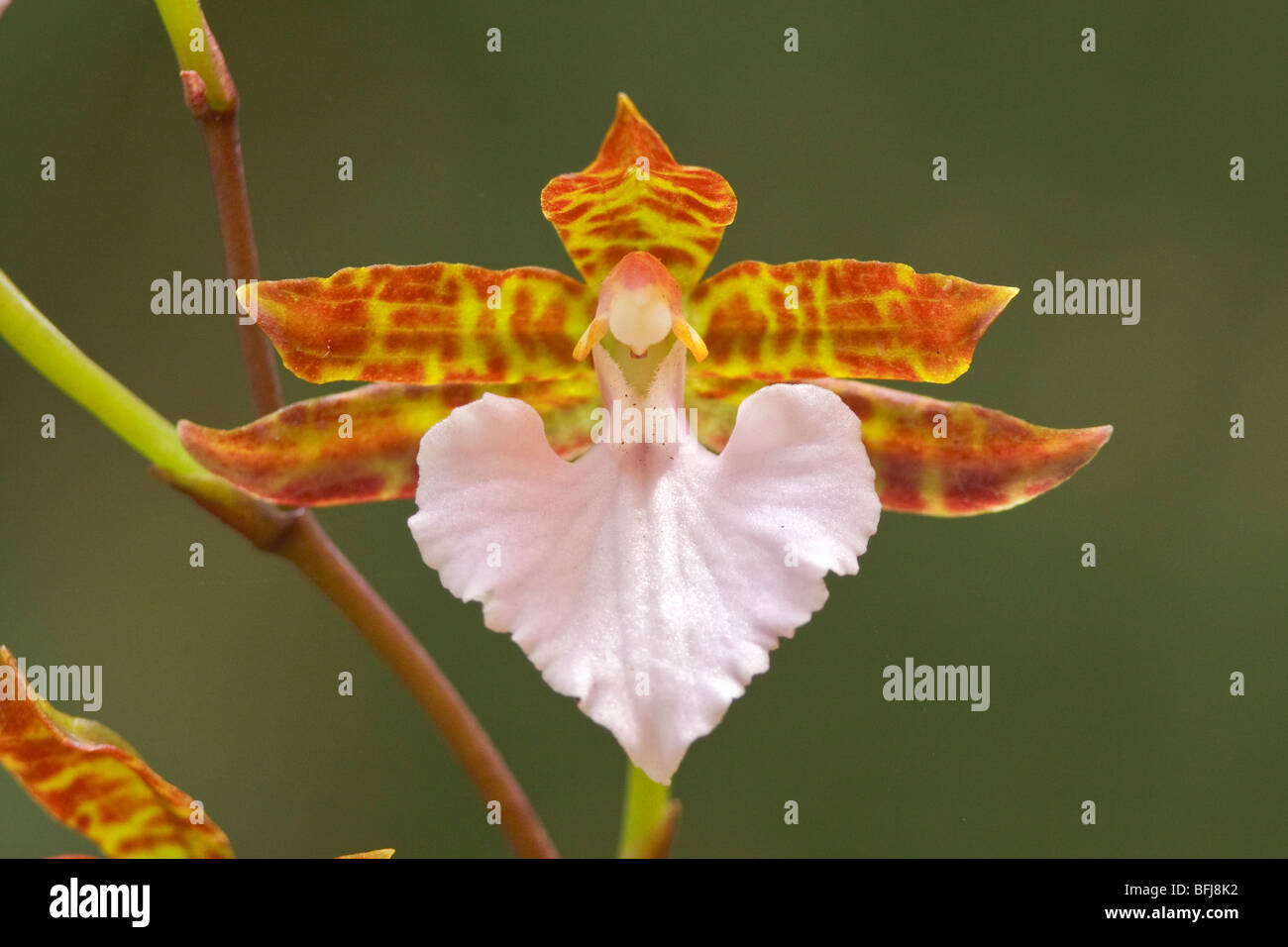 A beautiful orchid flower in an Ecuadorian rainforest Stock Photo - Alamy
