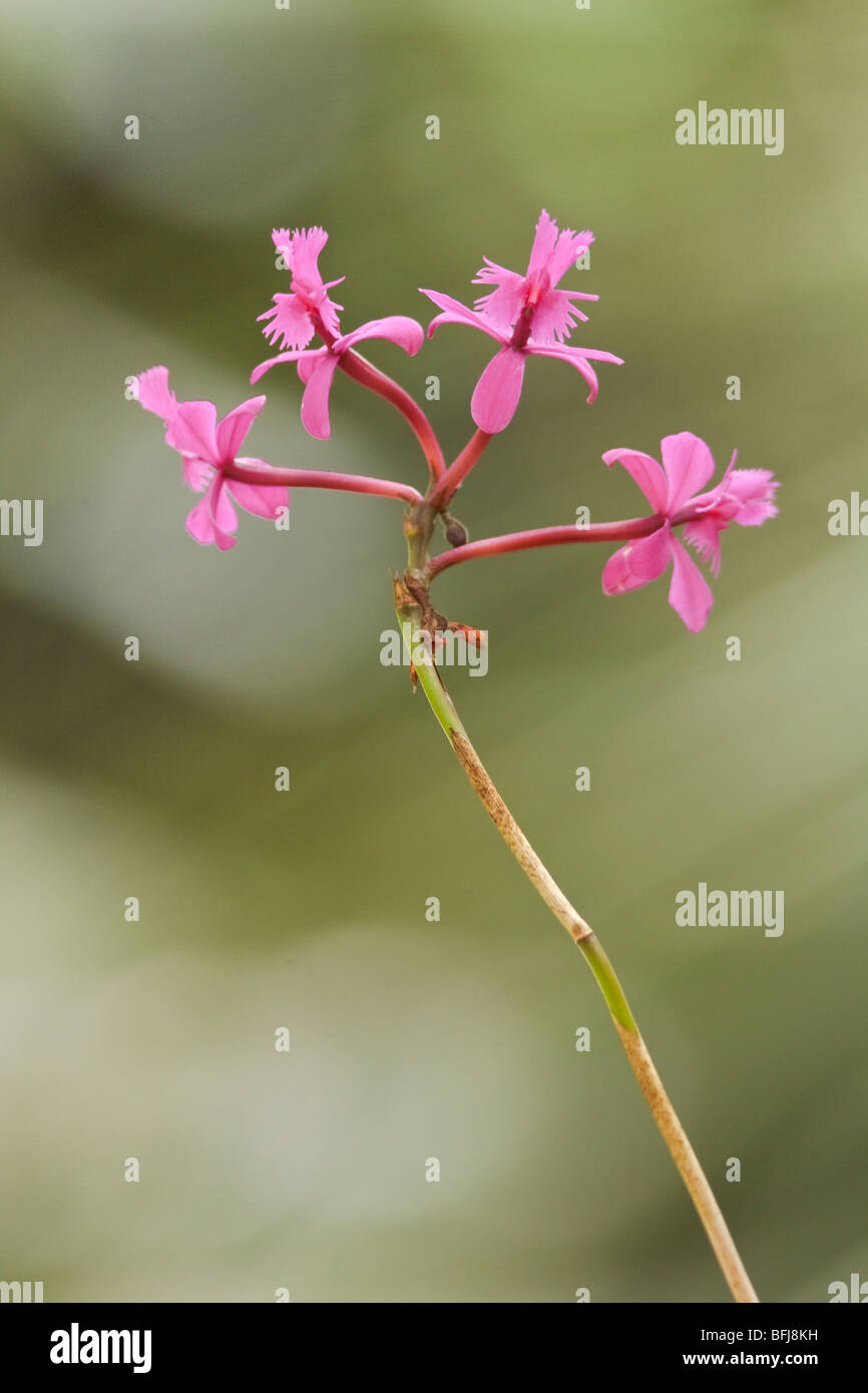 A beautiful orchid flower in an Ecuadorian rainforest Stock Photo - Alamy