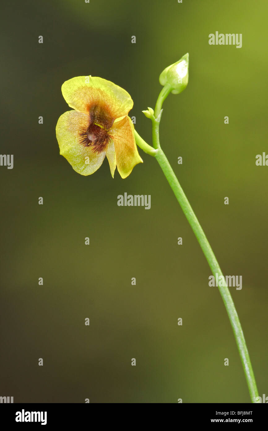 A beautiful orchid flower in an Ecuadorian rainforest Stock Photo - Alamy