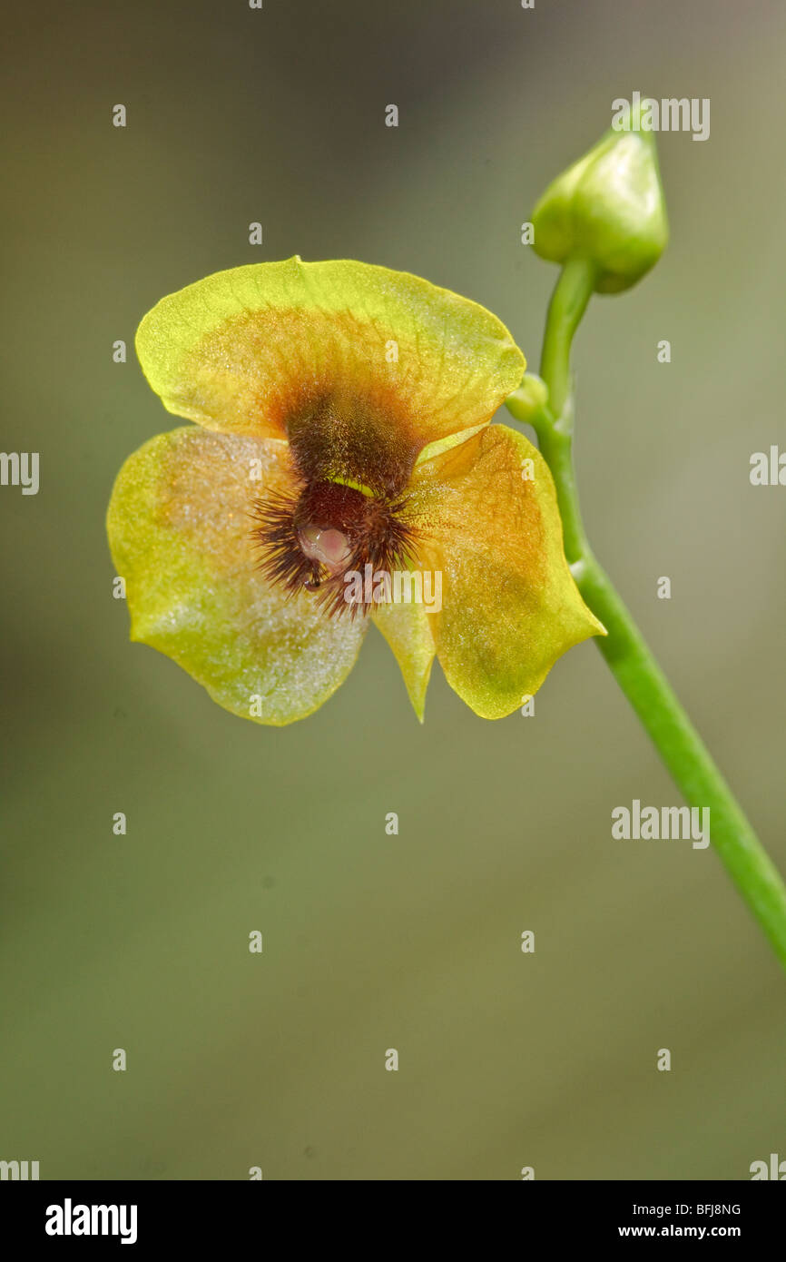 A beautiful orchid flower in an Ecuadorian rainforest Stock Photo - Alamy
