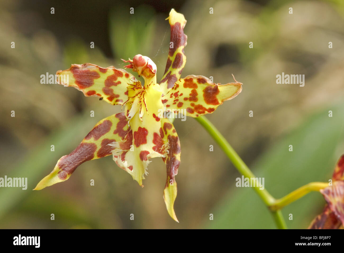 Ecuador Rainforest Flowers High Resolution Stock Photography and Images ...