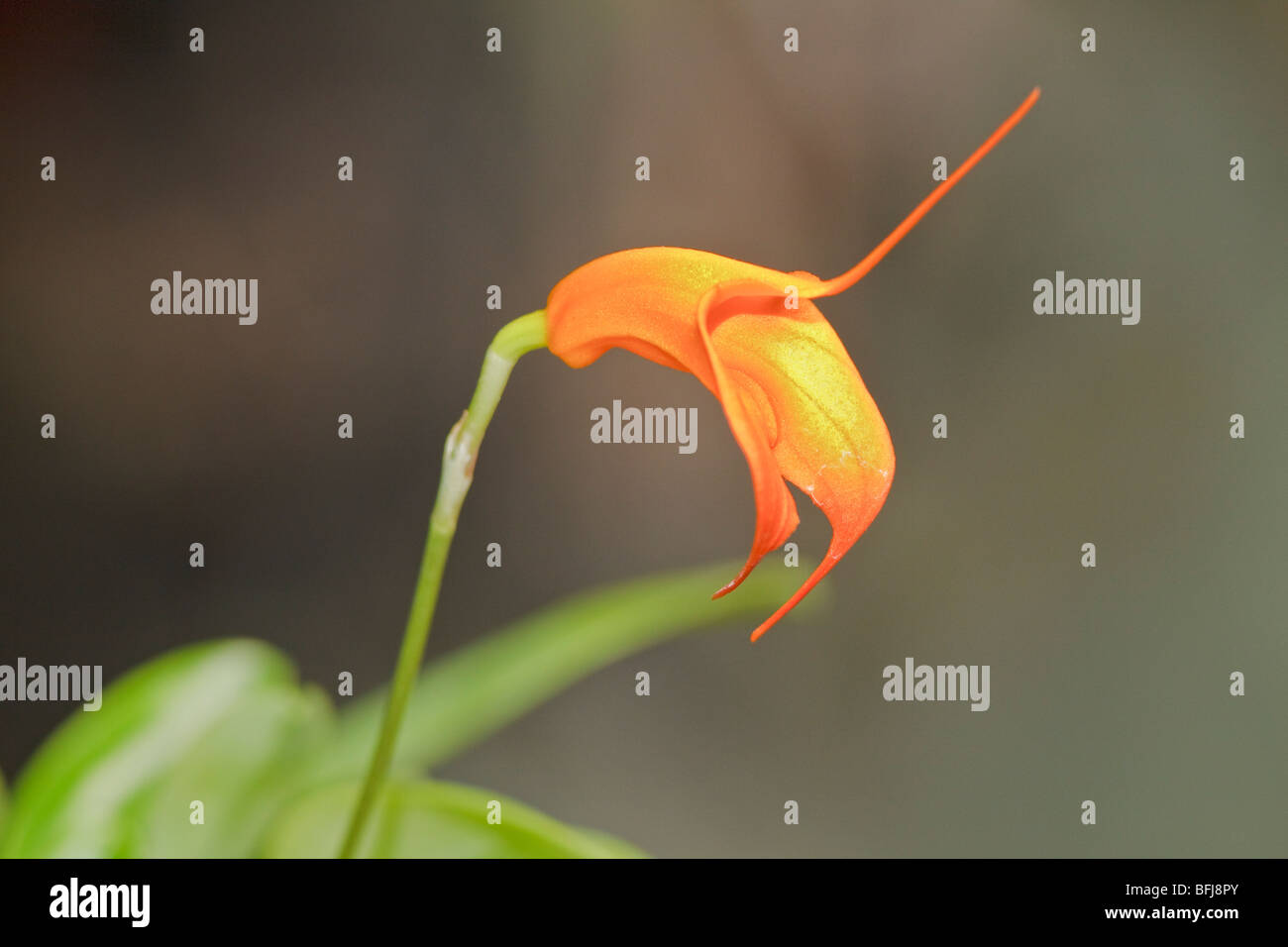 A beautiful orchid flower in an Ecuadorian rainforest Stock Photo - Alamy