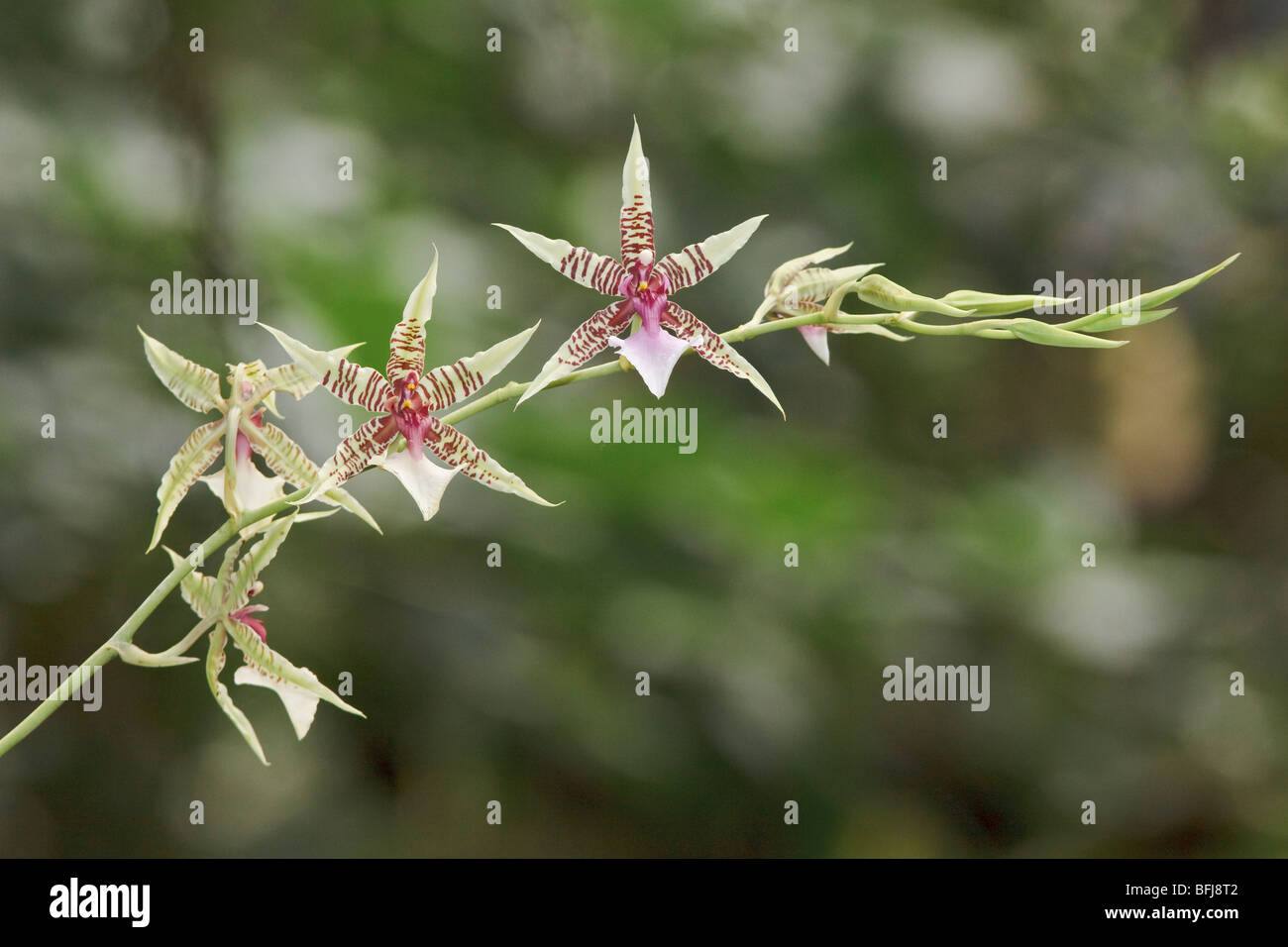 A beautiful orchid flower in an Ecuadorian rainforest Stock Photo - Alamy