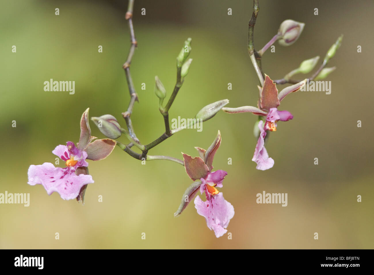A beautiful orchid flower in an Ecuadorian rainforest Stock Photo - Alamy