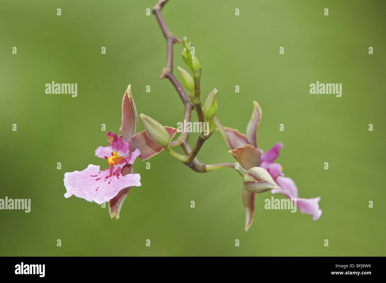 A beautiful orchid flower in an Ecuadorian rainforest Stock Photo - Alamy