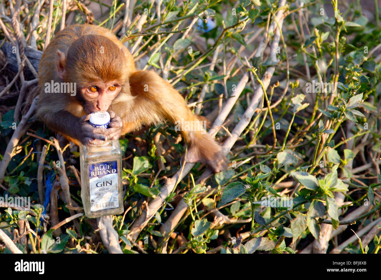 Cute monkey drinking hi-res stock photography and images - Alamy