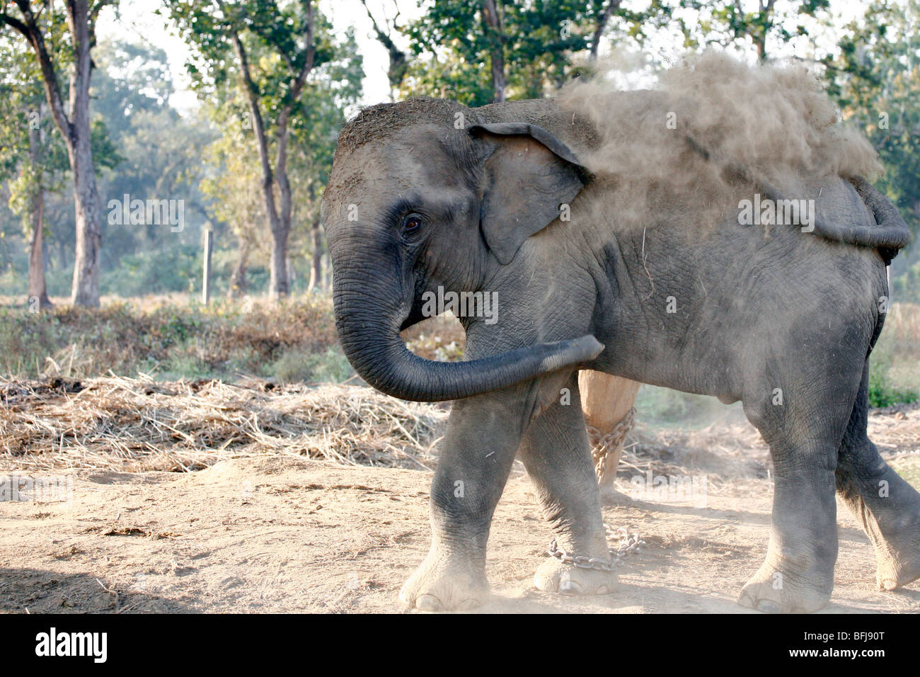 elephant cooling down Stock Photo - Alamy