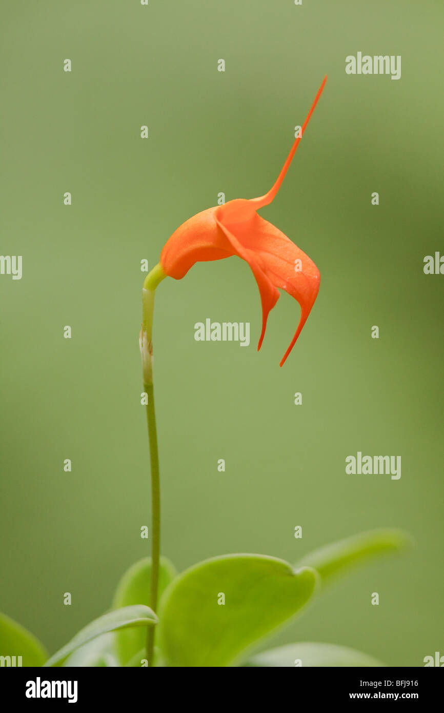A beautiful orchid flower in an Ecuadorian rainforest Stock Photo - Alamy