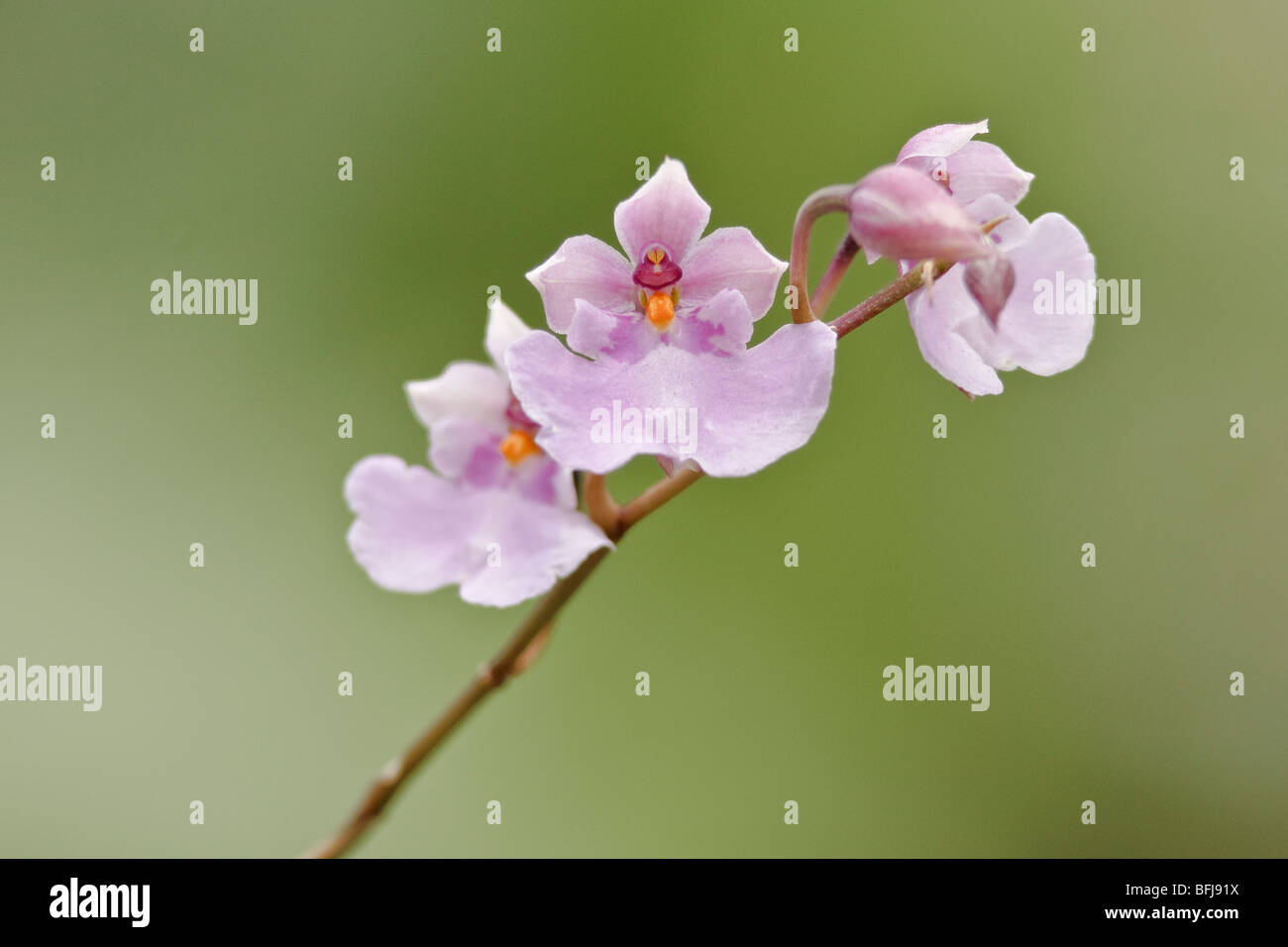 A beautiful orchid flower in an Ecuadorian rainforest Stock Photo - Alamy