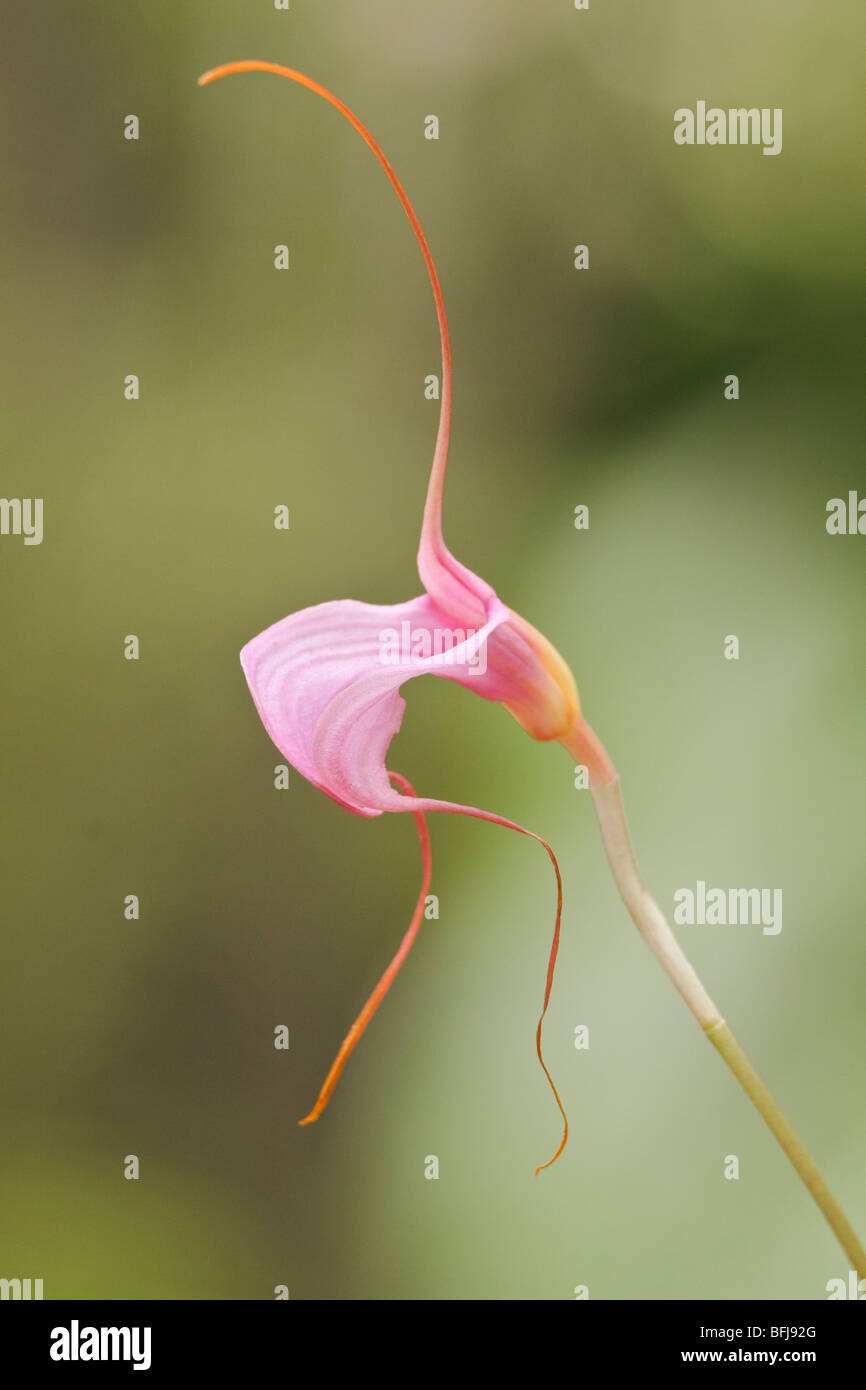 A beautiful orchid flower in an Ecuadorian rainforest Stock Photo - Alamy