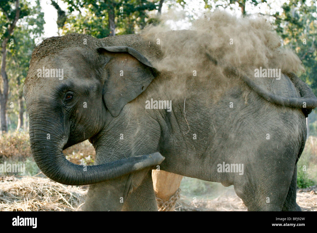 Elephant trunk down hi-res stock photography and images - Alamy