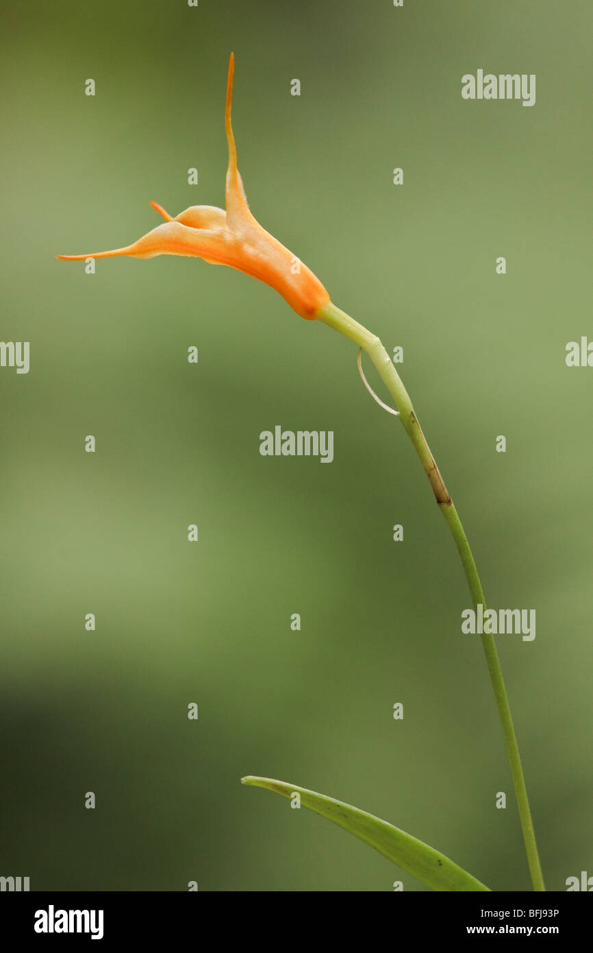 A beautiful orchid flower in an Ecuadorian rainforest Stock Photo - Alamy