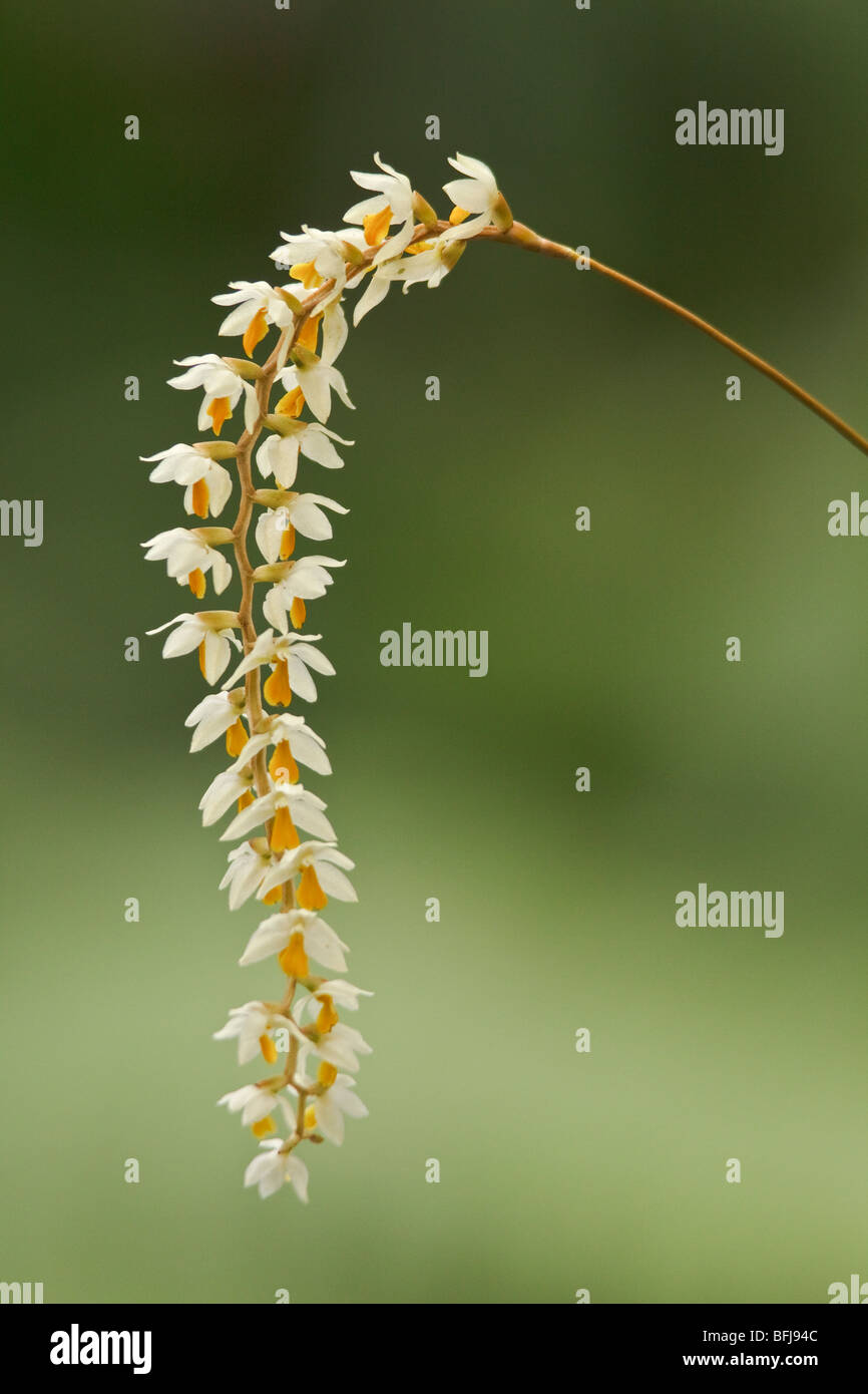 A beautiful orchid flower in an Ecuadorian rainforest Stock Photo - Alamy