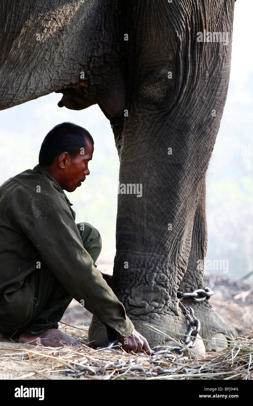 Elephant trainer hi-res stock photography and images - Alamy