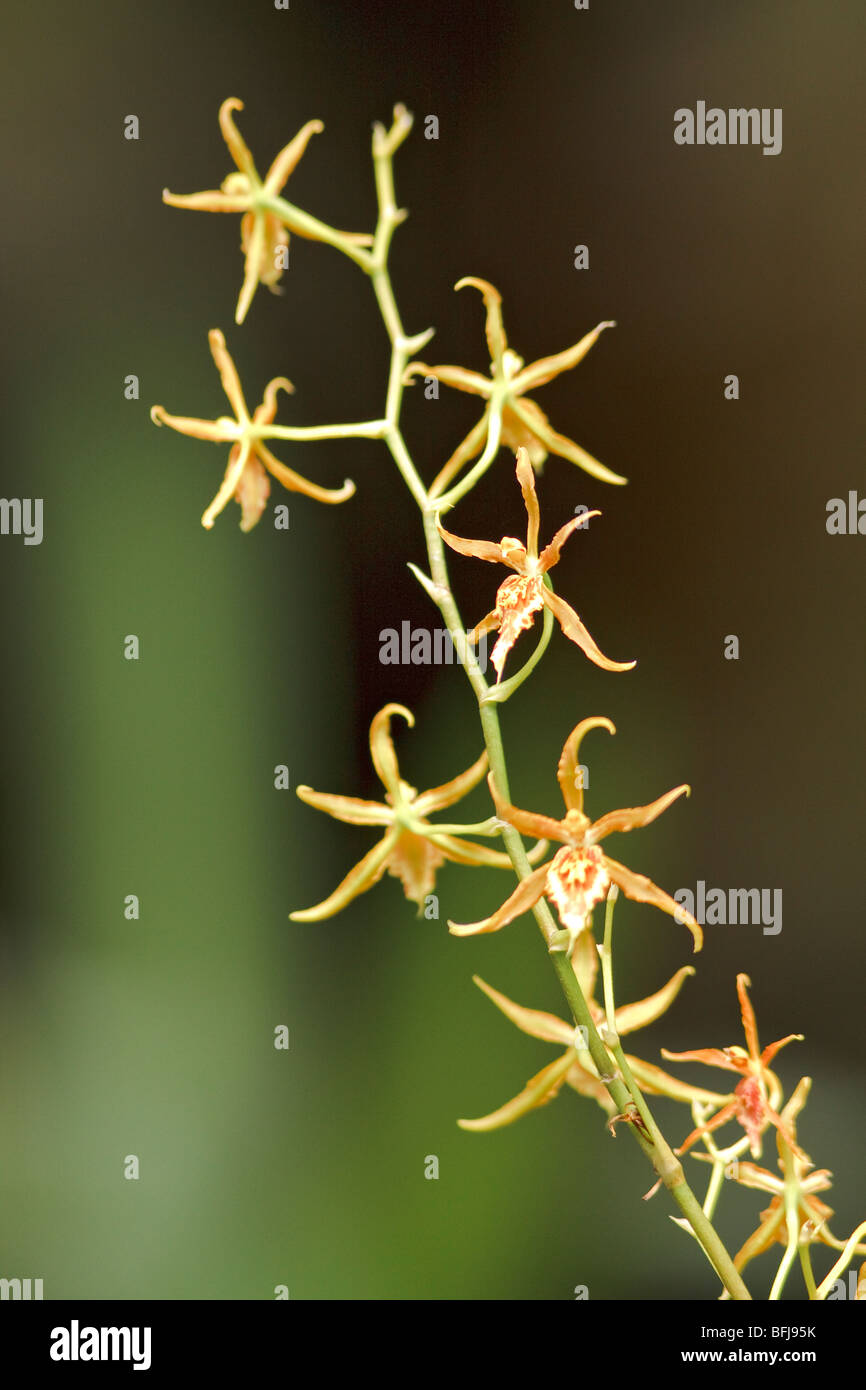 A beautiful orchid flower in an Ecuadorian rainforest Stock Photo - Alamy