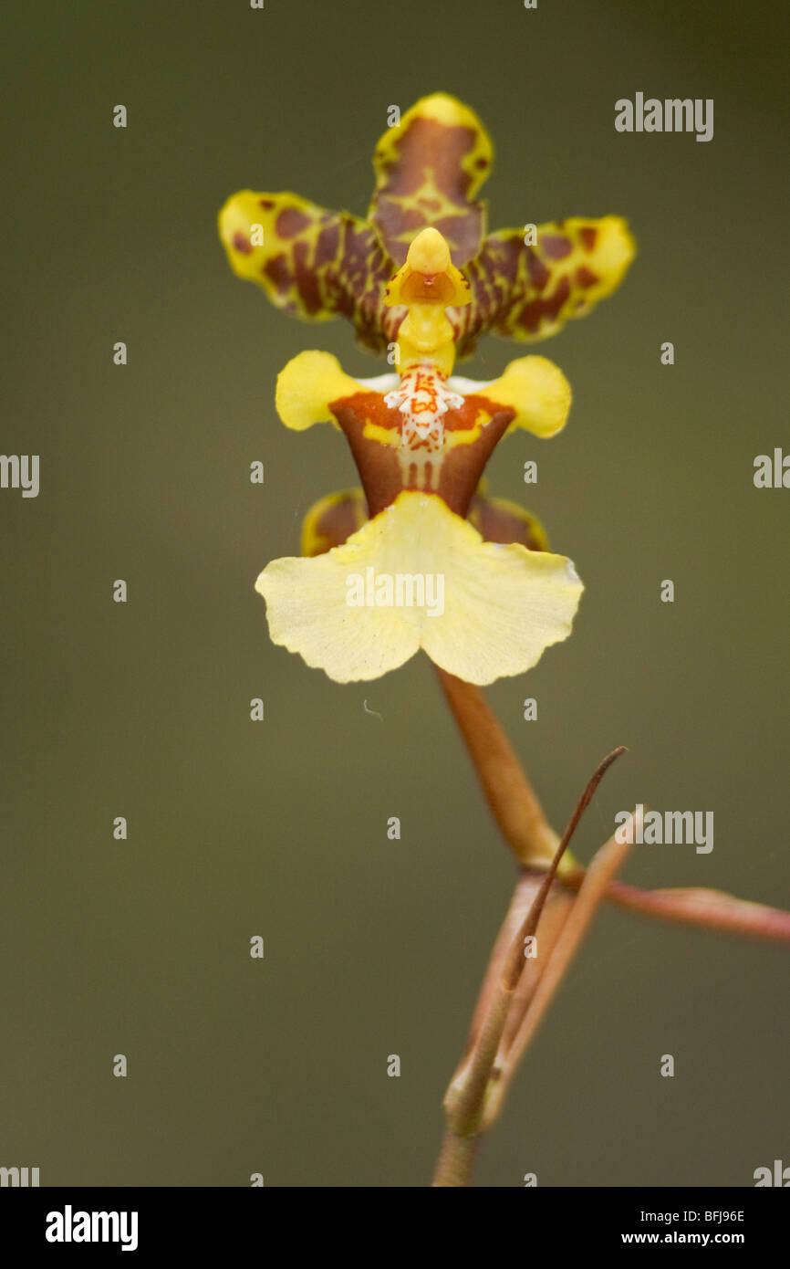 A beautiful orchid flower in an Ecuadorian rainforest Stock Photo - Alamy