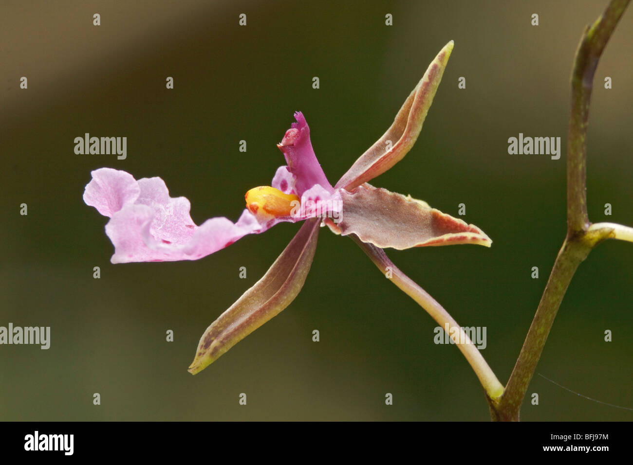 A beautiful orchid flower in an Ecuadorian rainforest Stock Photo - Alamy