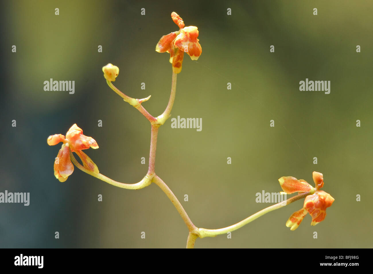 A beautiful orchid flower in an Ecuadorian rainforest Stock Photo - Alamy