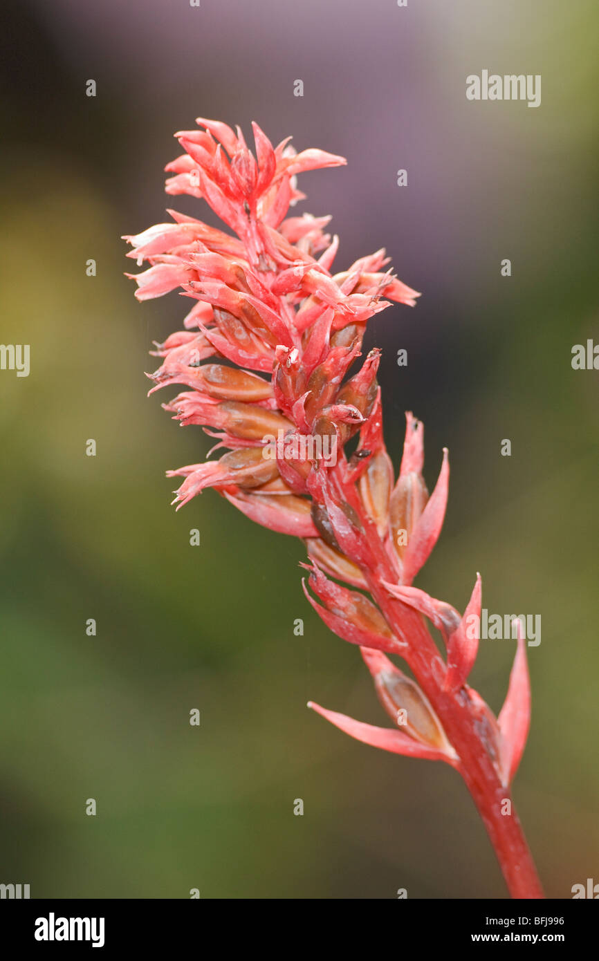 A beautiful orchid flower in an Ecuadorian rainforest Stock Photo - Alamy