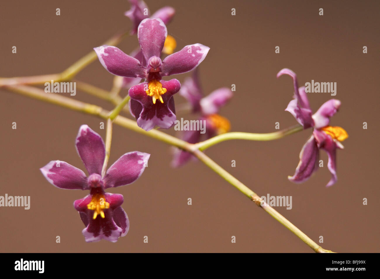 A beautiful orchid flower in an Ecuadorian rainforest Stock Photo - Alamy