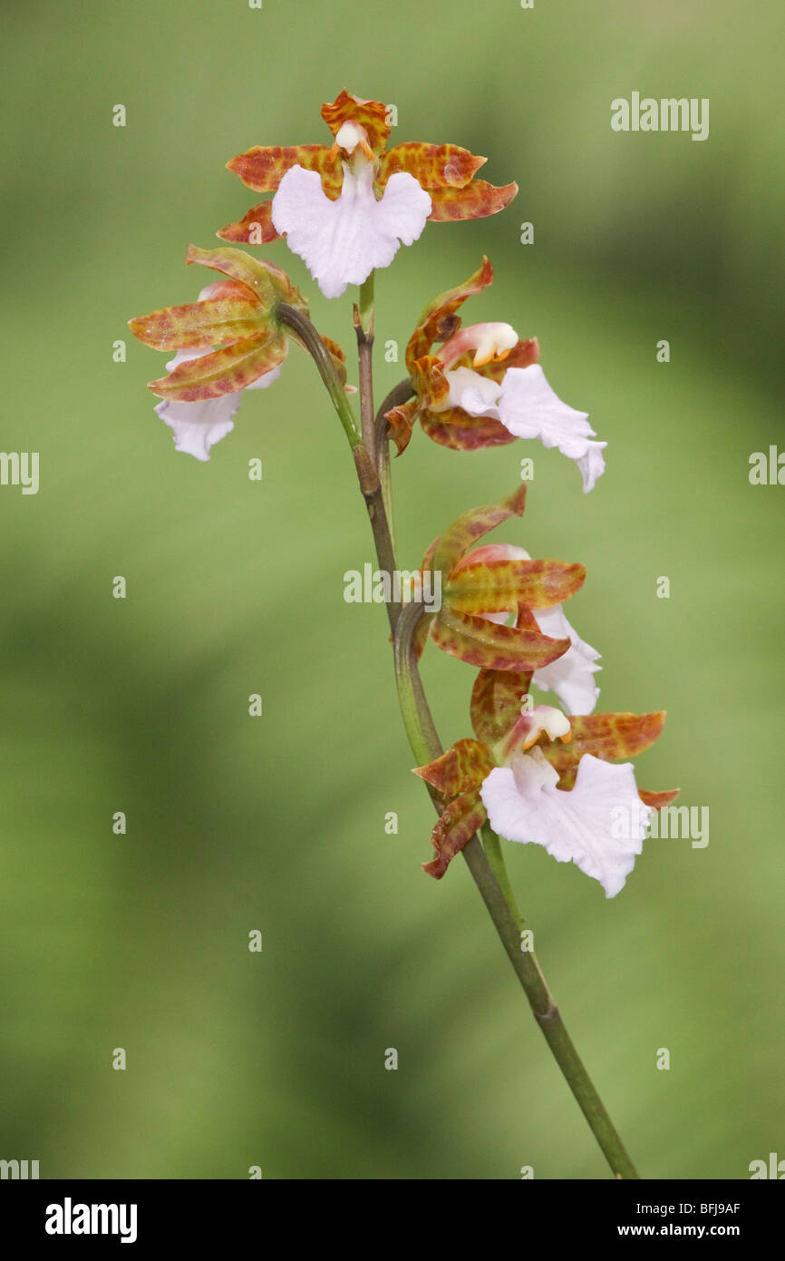 A beautiful orchid flower in an Ecuadorian rainforest Stock Photo - Alamy