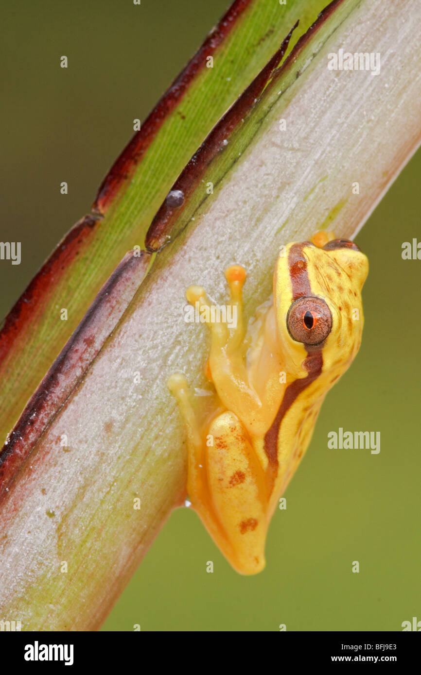 Yellow frog hi-res stock photography and images - Alamy