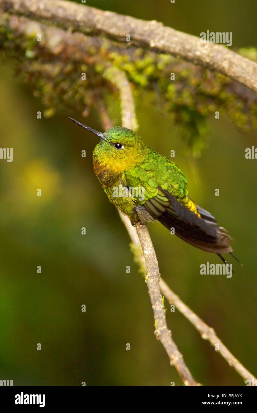 Golden-breasted Puffleg (Eriocnemis mosquera) perched on a branch at ...