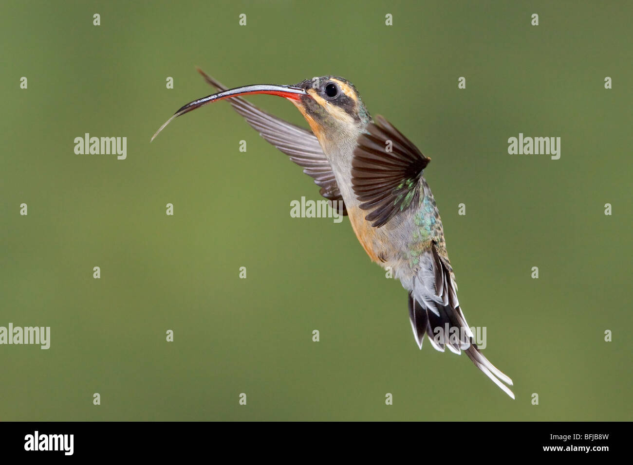Green Hermit (Phaethornis guy) in flight near Podocarpus National Park ...