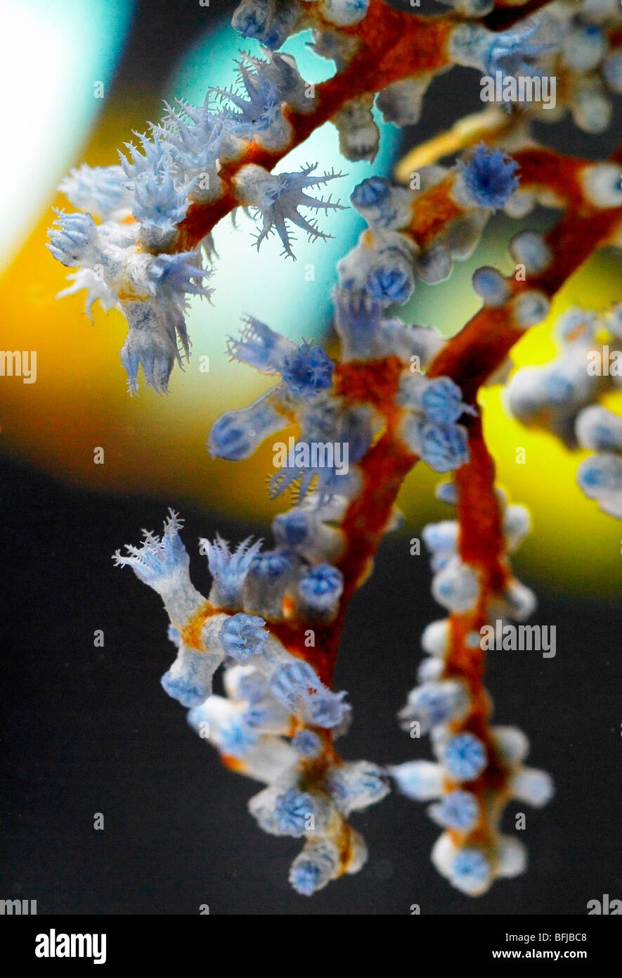 blue gorgonia polyps close up with clown fish Stock Photo - Alamy