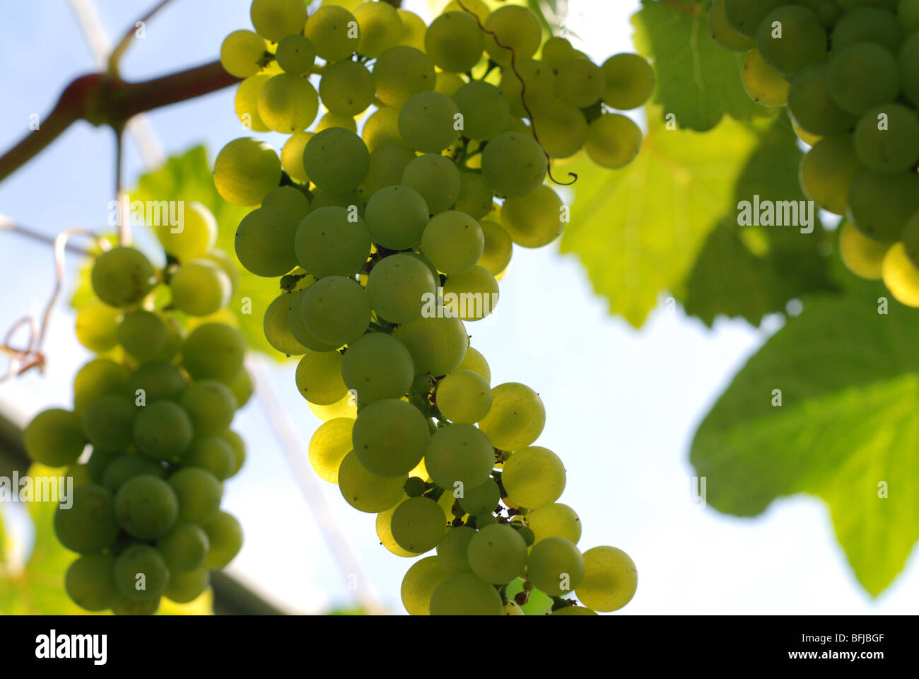 How to grow grape hi-res stock photography and images - Alamy