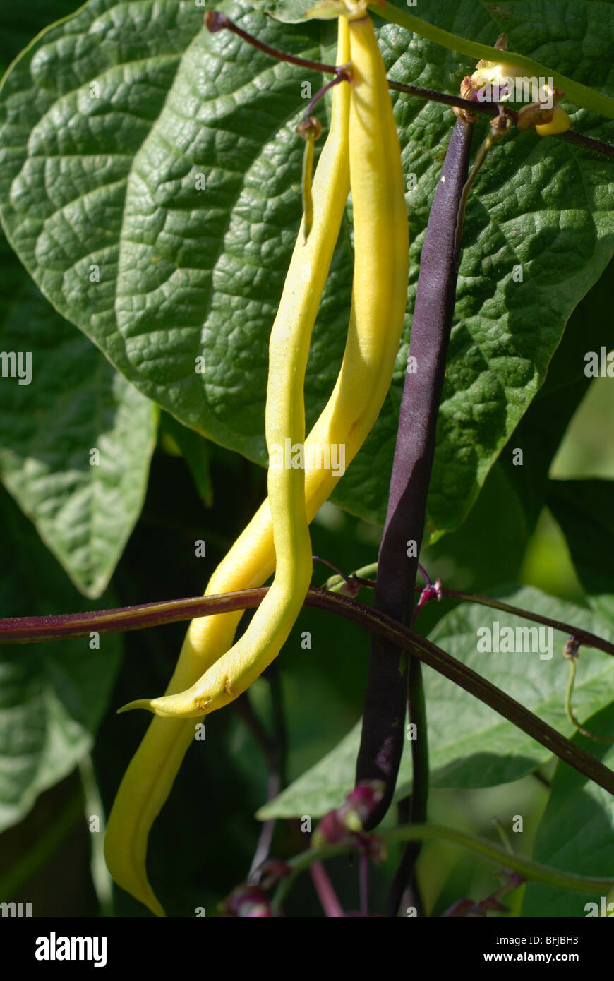 Yellow and purple bean on a plant Stock Photo - Alamy