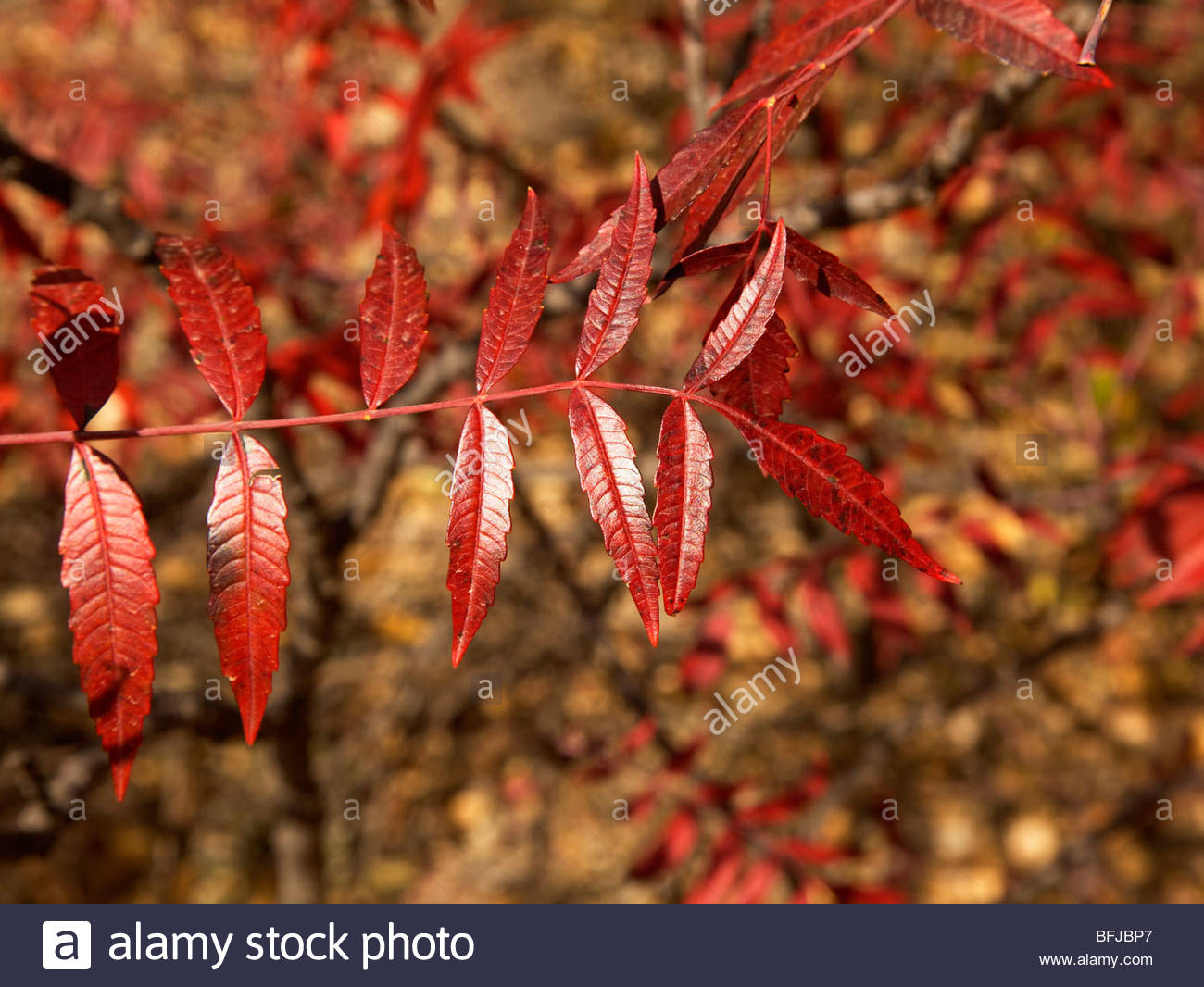 Smooth Sumac High Resolution Stock Photography and Images - Alamy