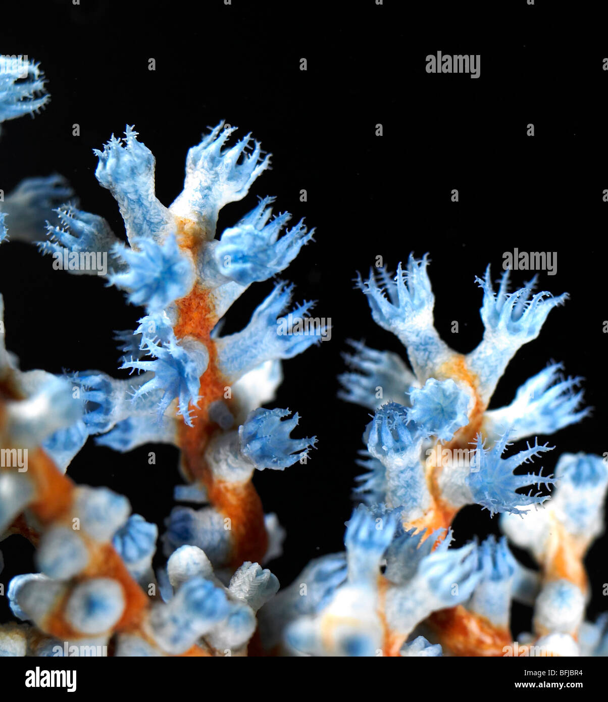 blue gorgonia polyps close up Stock Photo - Alamy