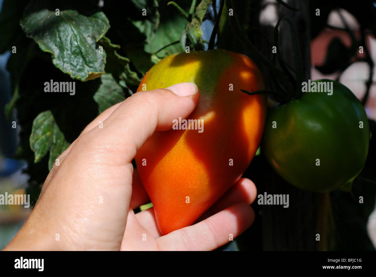 Picking tomatos hi-res stock photography and images - Alamy