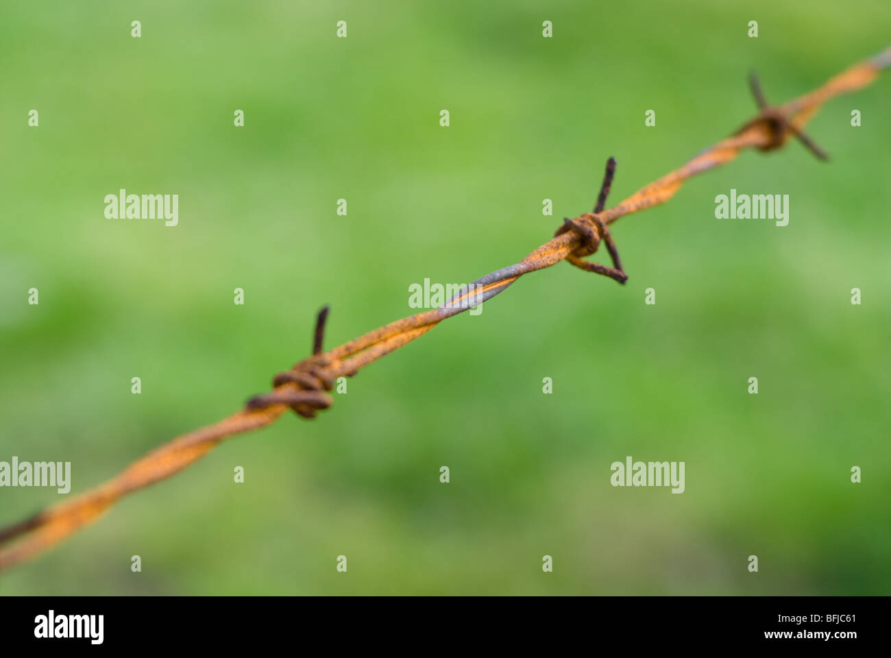 Wire barbs hi-res stock photography and images - Alamy