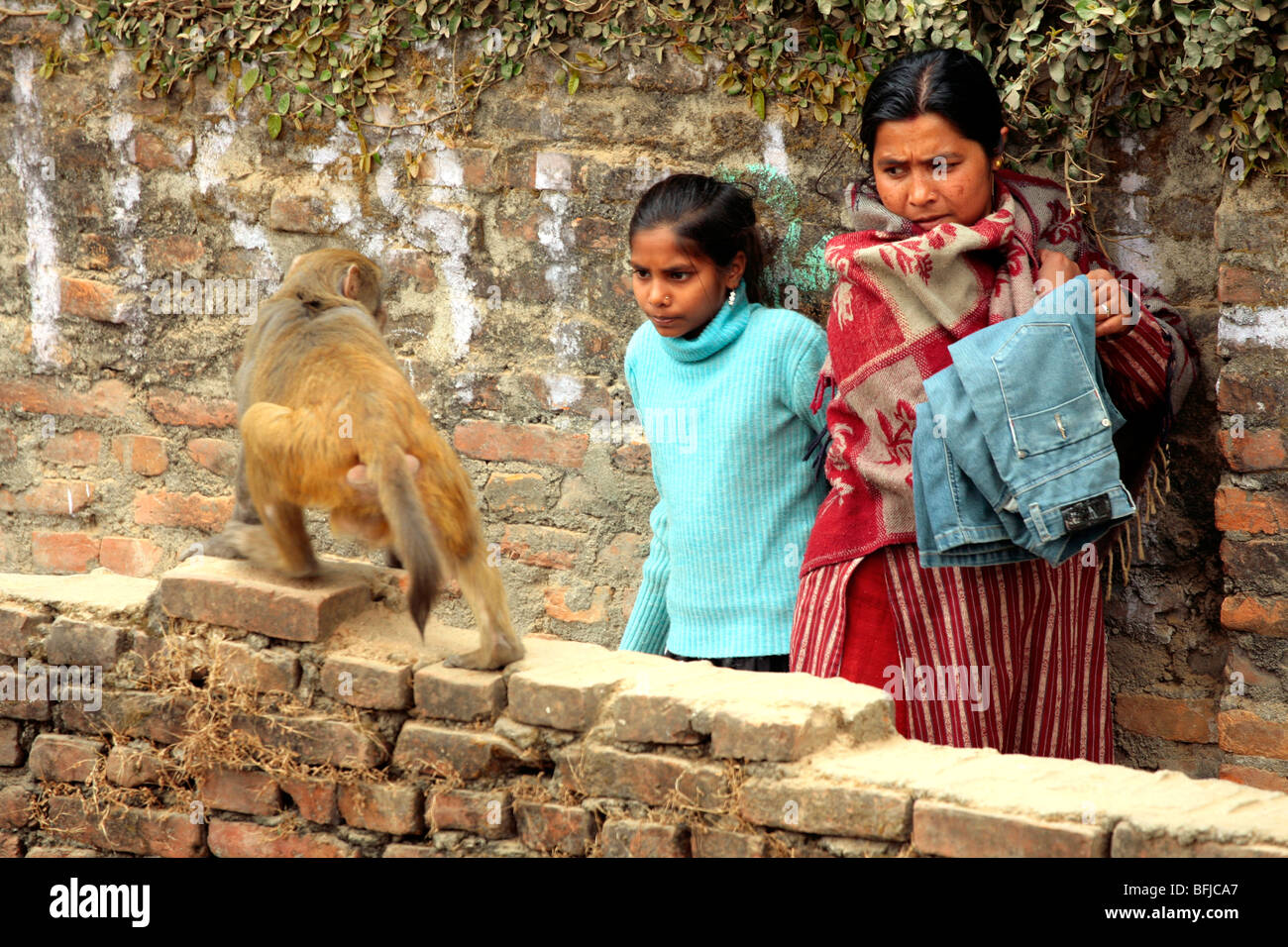 monkey scare Stock Photo - Alamy