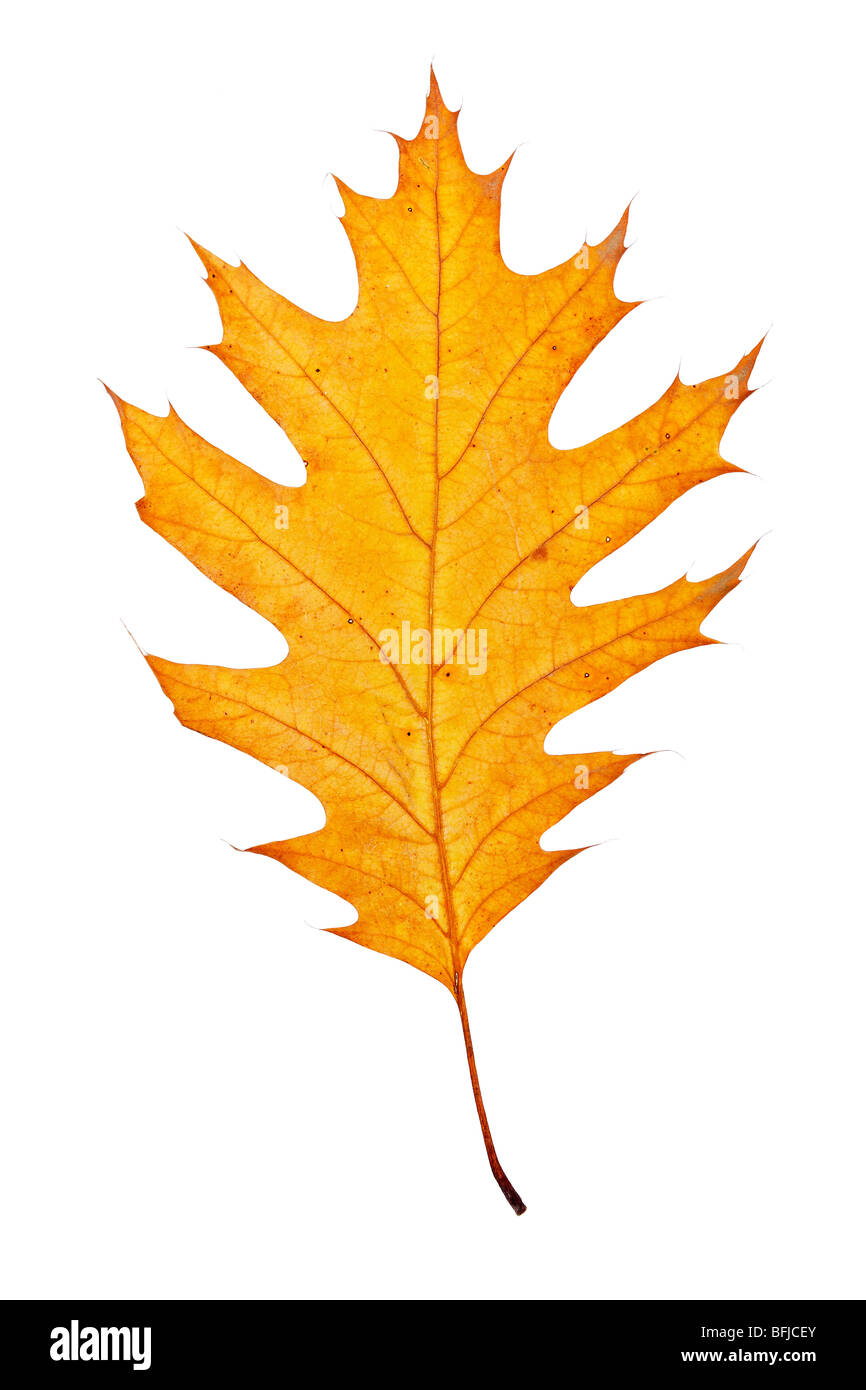 One autumn leaf, isolated on white background Stock Photo - Alamy