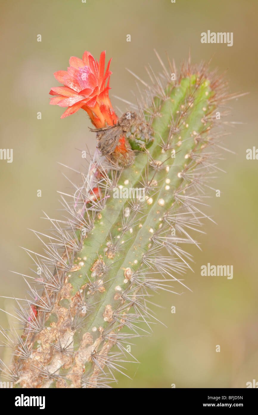 A cactus in an arid landscape of central Ecuador Stock Photo - Alamy
