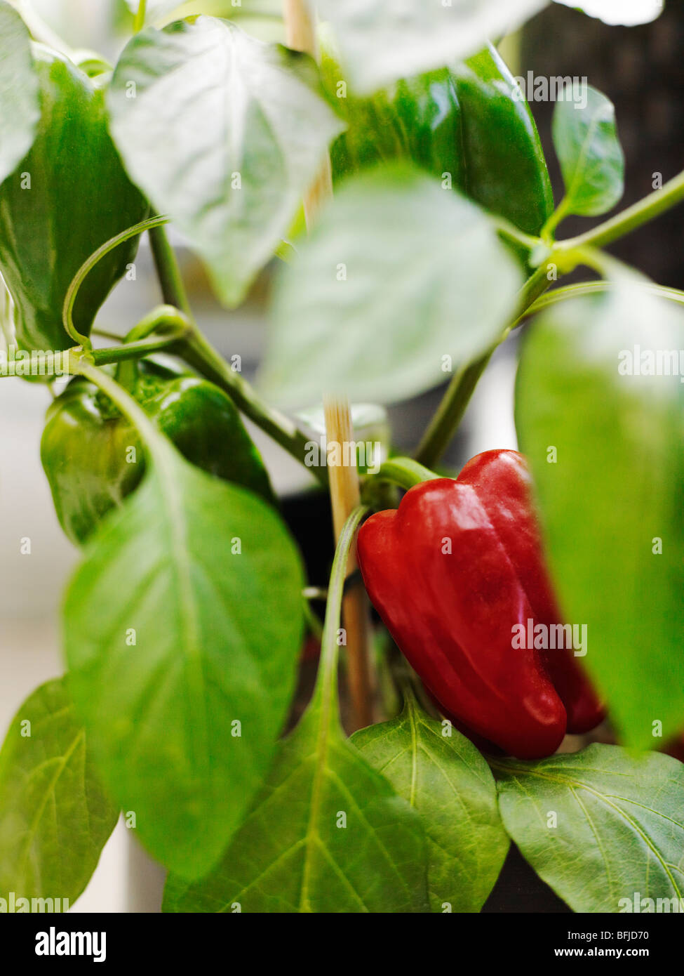 Bell pepper plantations hi-res stock photography and images - Alamy