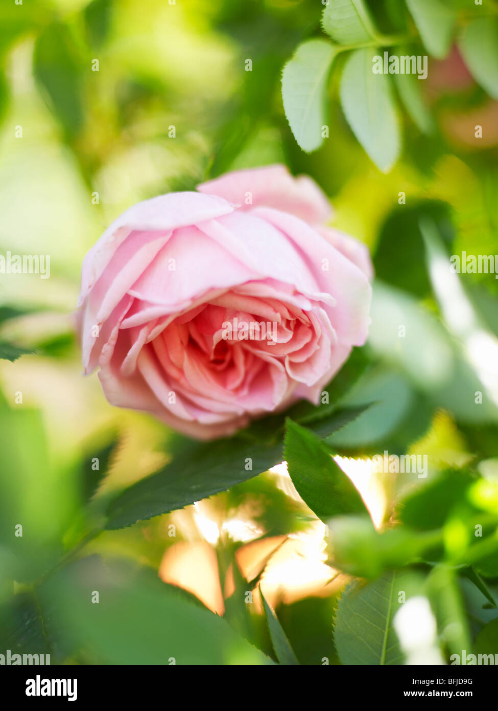 Rosebush hi-res stock photography and images - Alamy