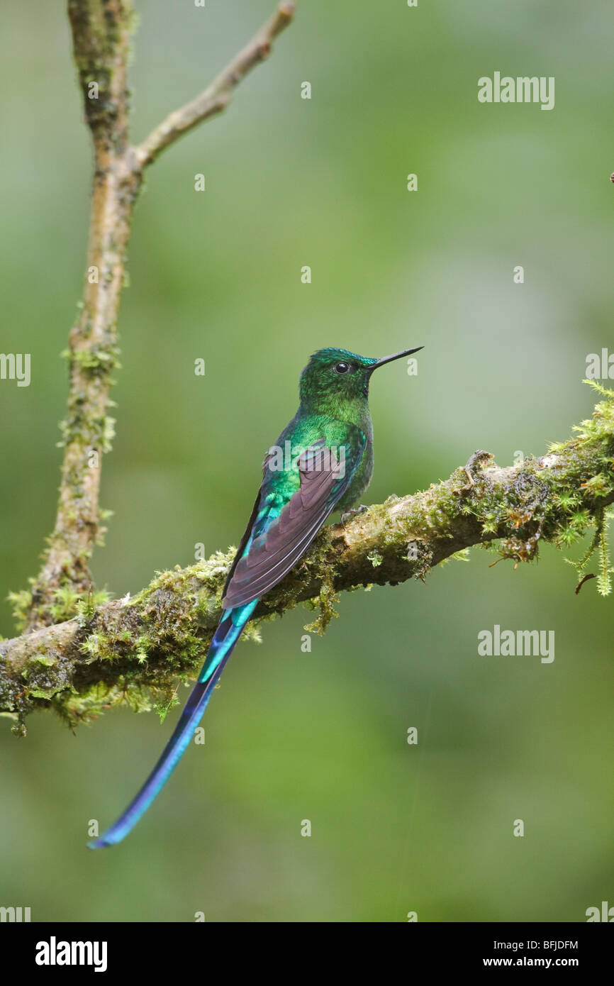 Male long tailed sylph hummingbird ecuador hi-res stock photography and ...
